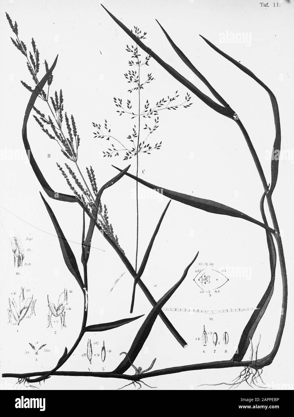 grass and clover species, fioringras Date: undated Keywords: grass and ...