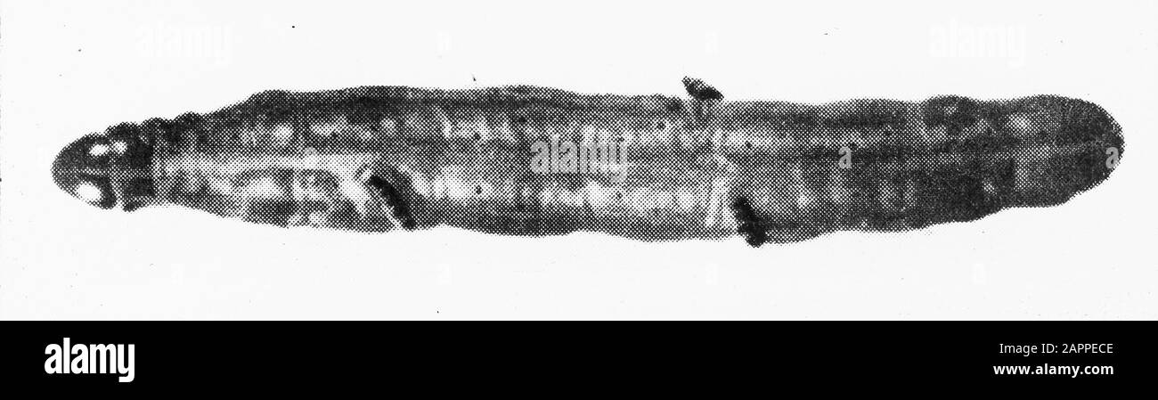 Plant foliage damage Black and White Stock Photos & Images - Alamy