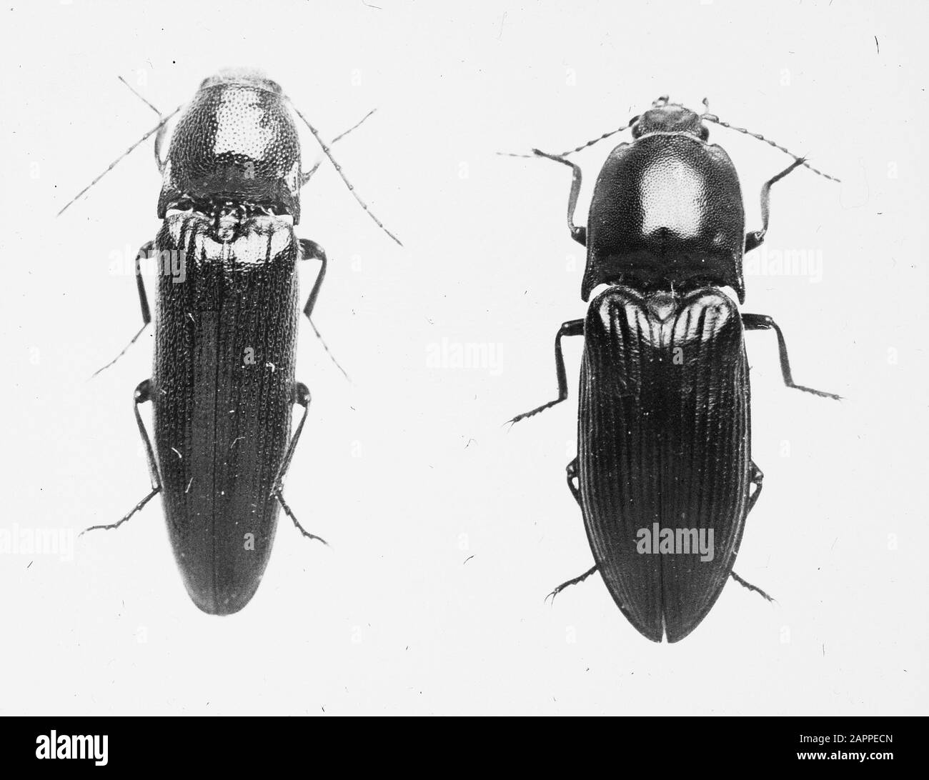 Kniptor hi-res stock photography and images - Alamy