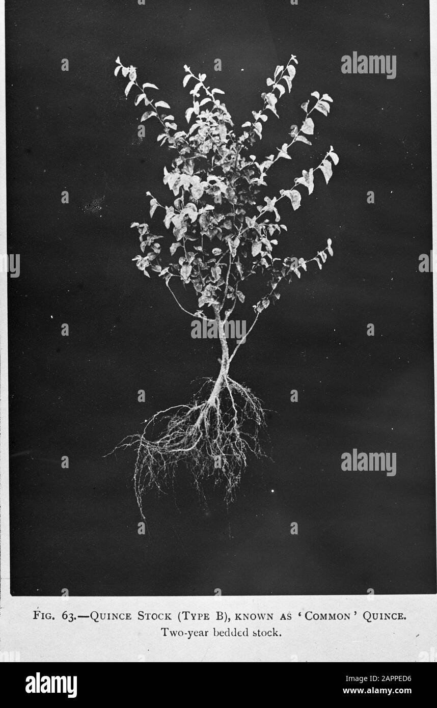 Preserve of fruit Black and White Stock Photos & Images - Alamy