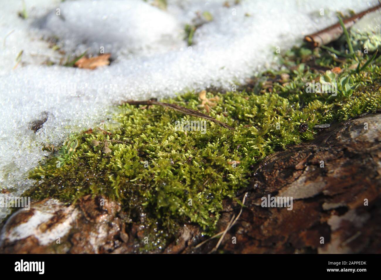 Moss and small plants emerging after the snow melting Stock Photo - Alamy