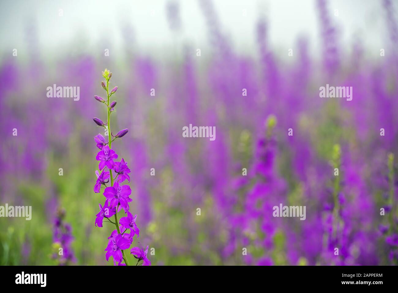 Purple flower field background under fog sky Stock Photo - Alamy