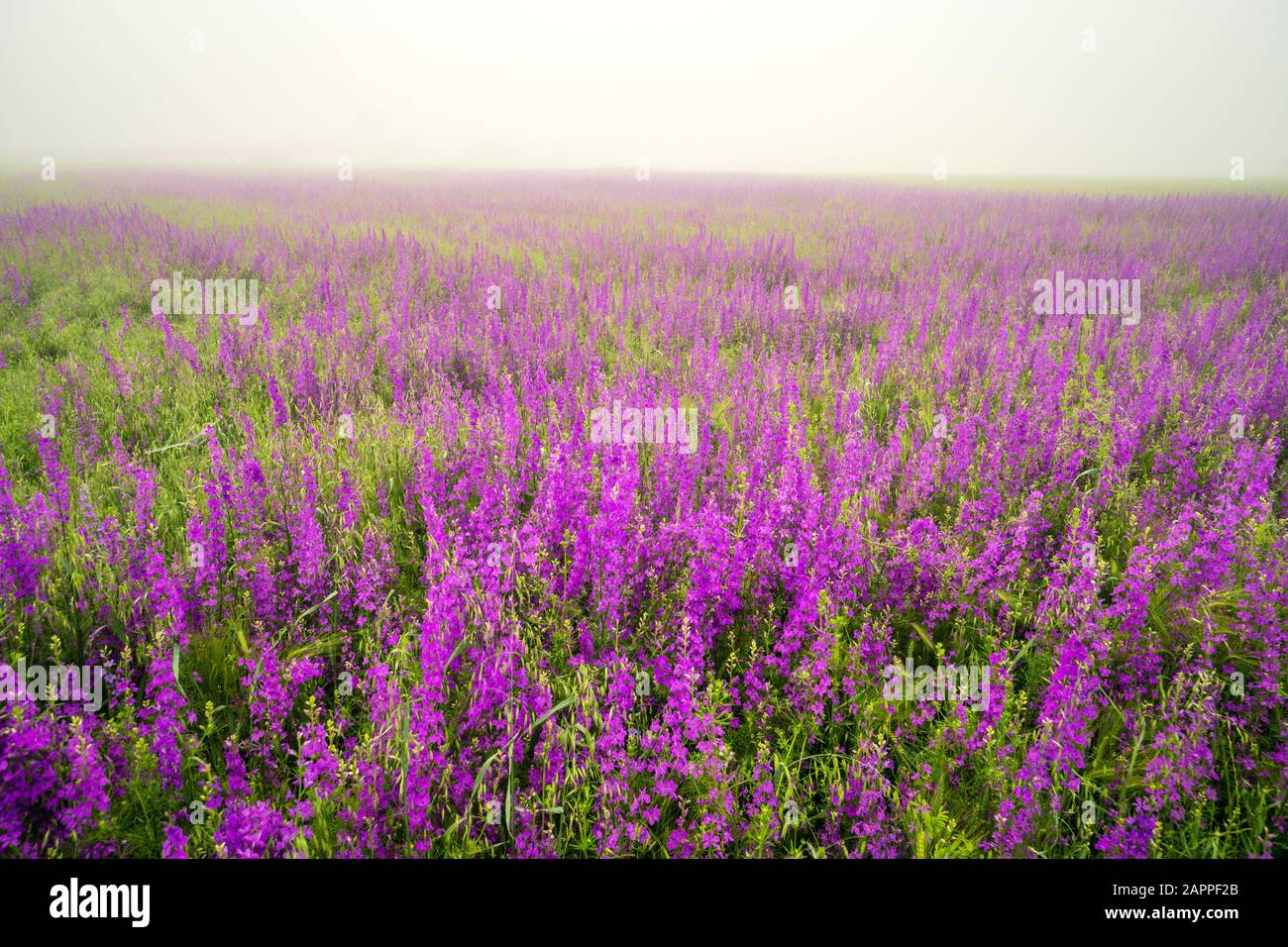Purple flower field background under fog sky Stock Photo - Alamy