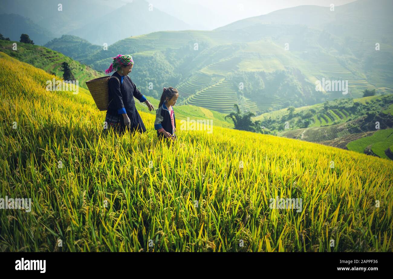 Mother and Daughter Hmong, working at Vietnam Rice fields on terraced ...