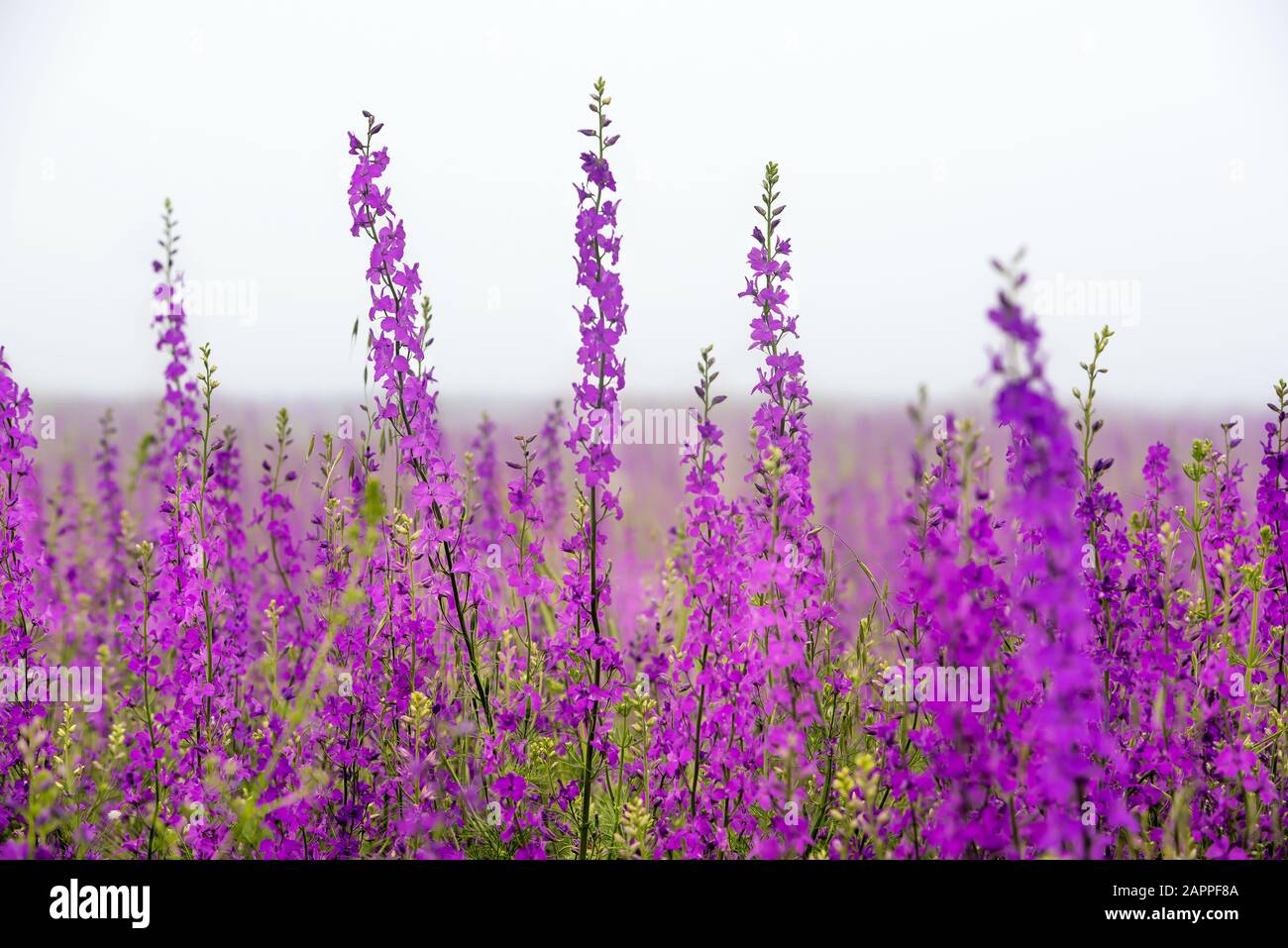 Purple flower field background under fog sky Stock Photo - Alamy