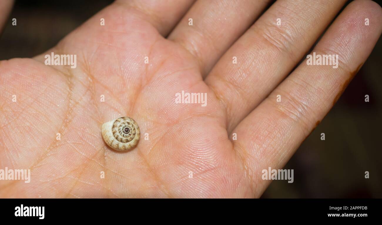 a broun and white shell of snail on a human hand Stock Photo - Alamy