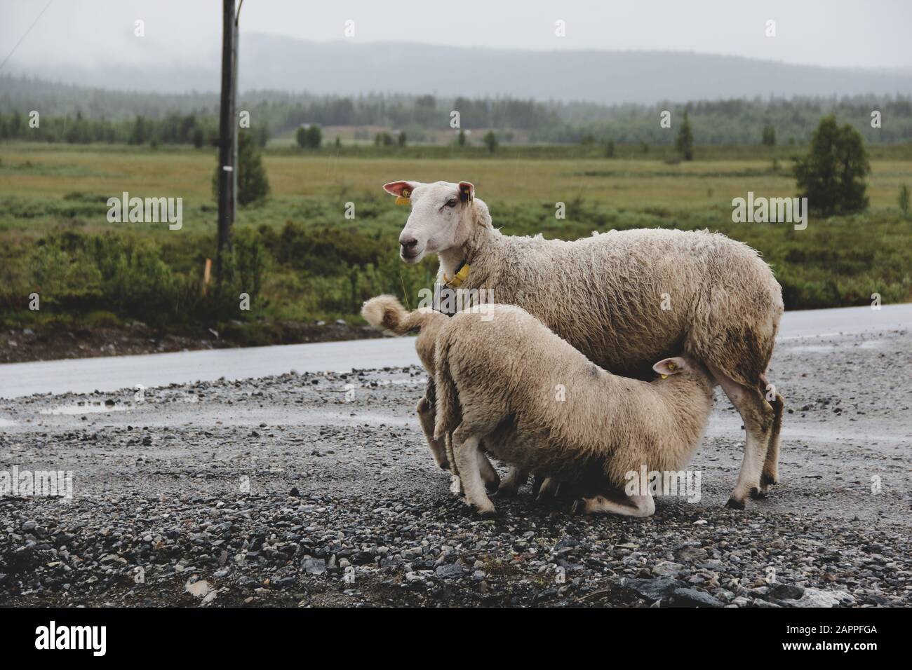 Sheep being fed with green landscape in the background Stock Photo - Alamy
