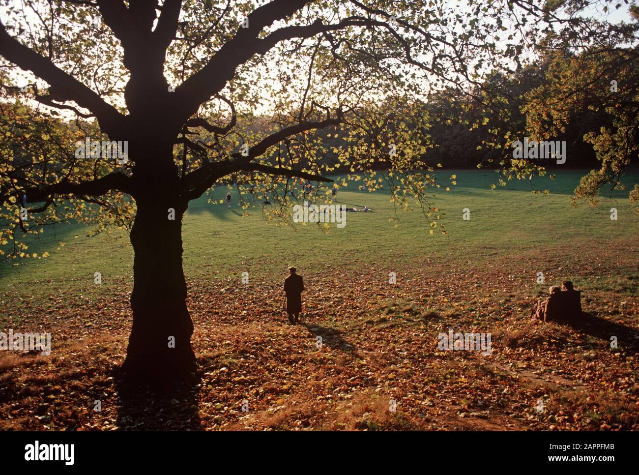 Autumn, Hampstead Heath, North London, England, UK Stock Photo - Alamy