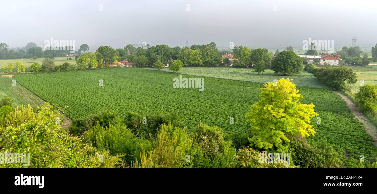 Potato in village hi-res stock photography and images - Alamy