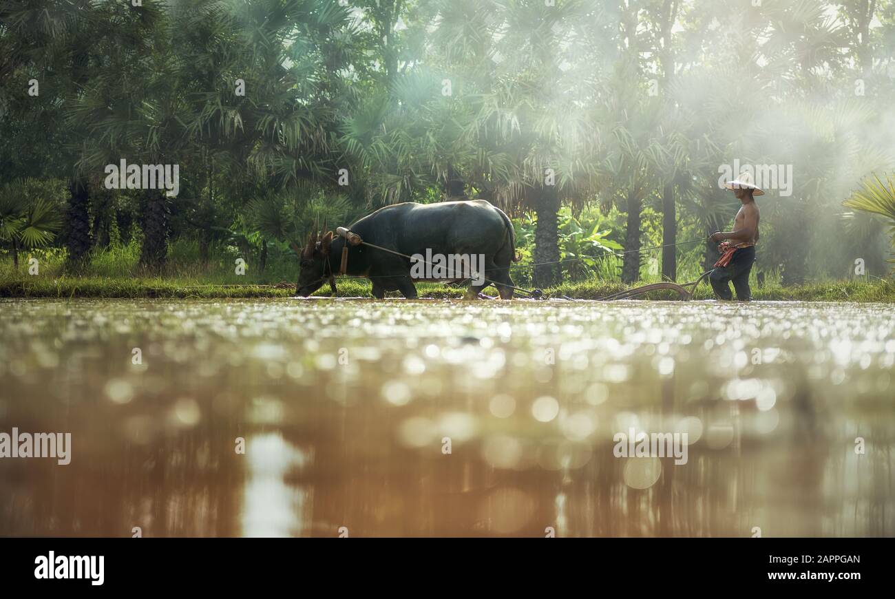 Rice farming with buffalo Stock Photo - Alamy
