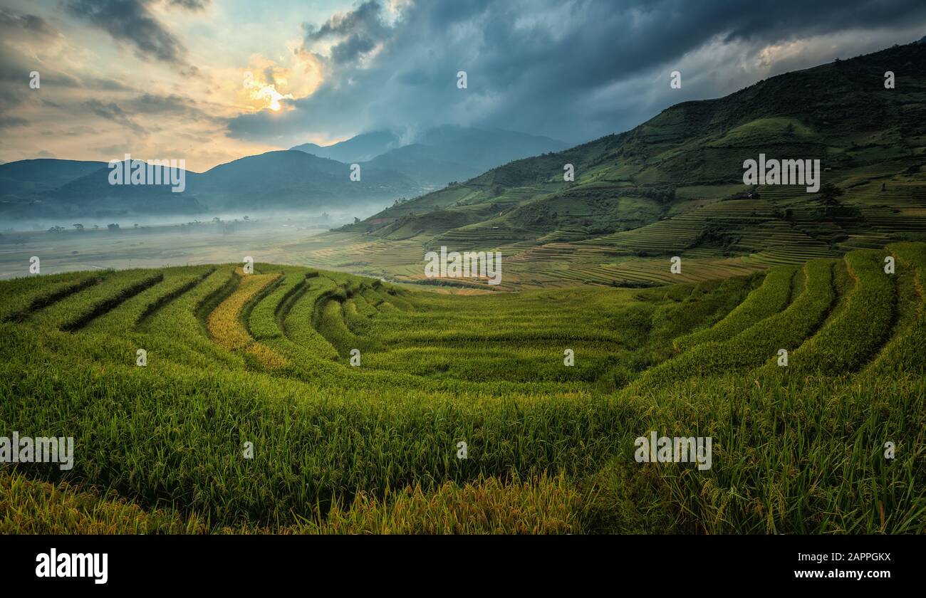 Green Rice fields on terraced in Mu Chang Chai, Vietnam Rice fields ...