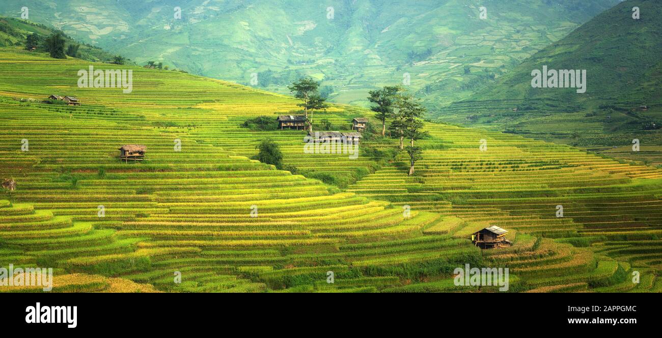 Malaysia rice field terraced hi-res stock photography and images - Alamy