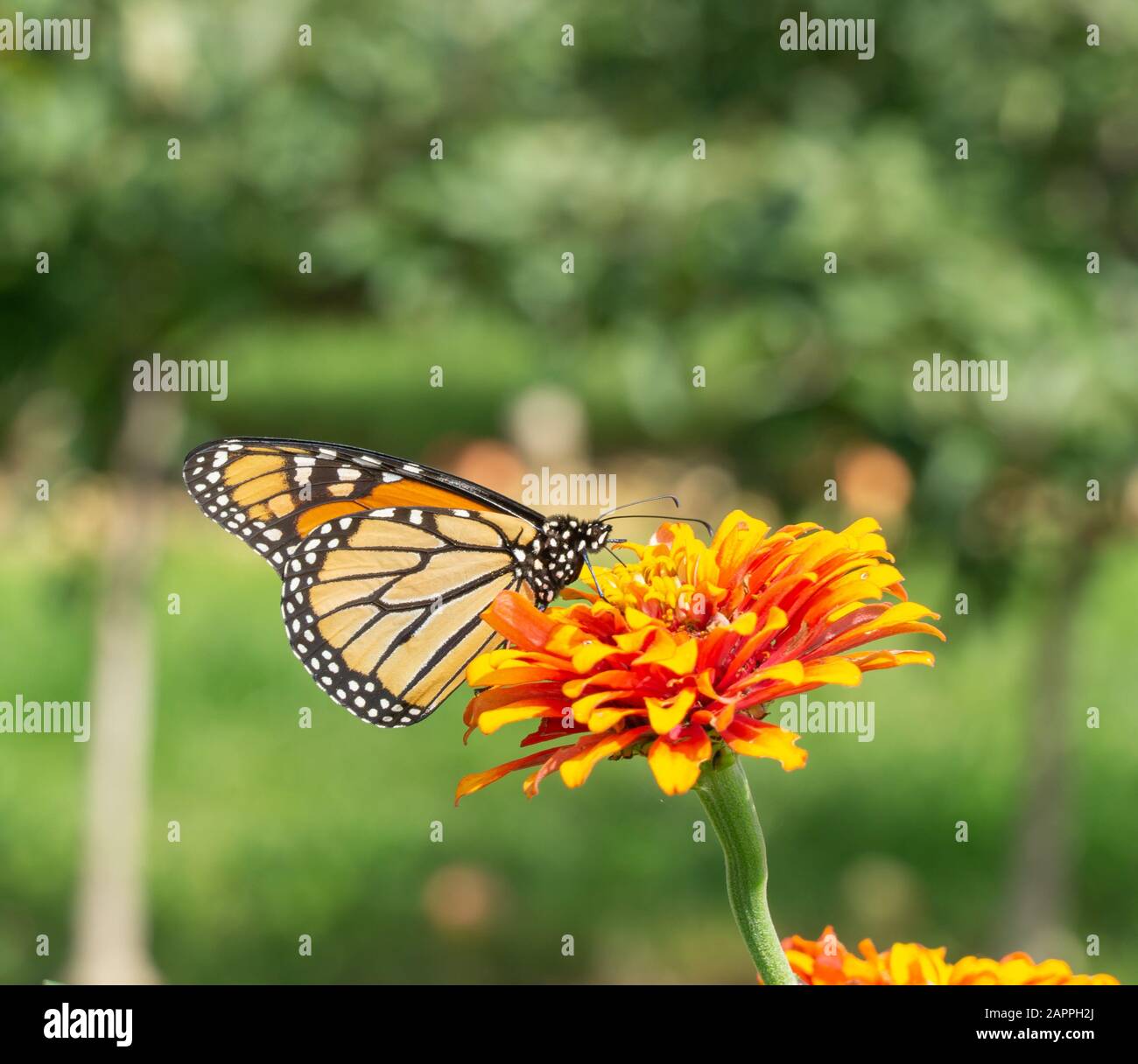 Eastern monarch migration hi-res stock photography and images - Alamy