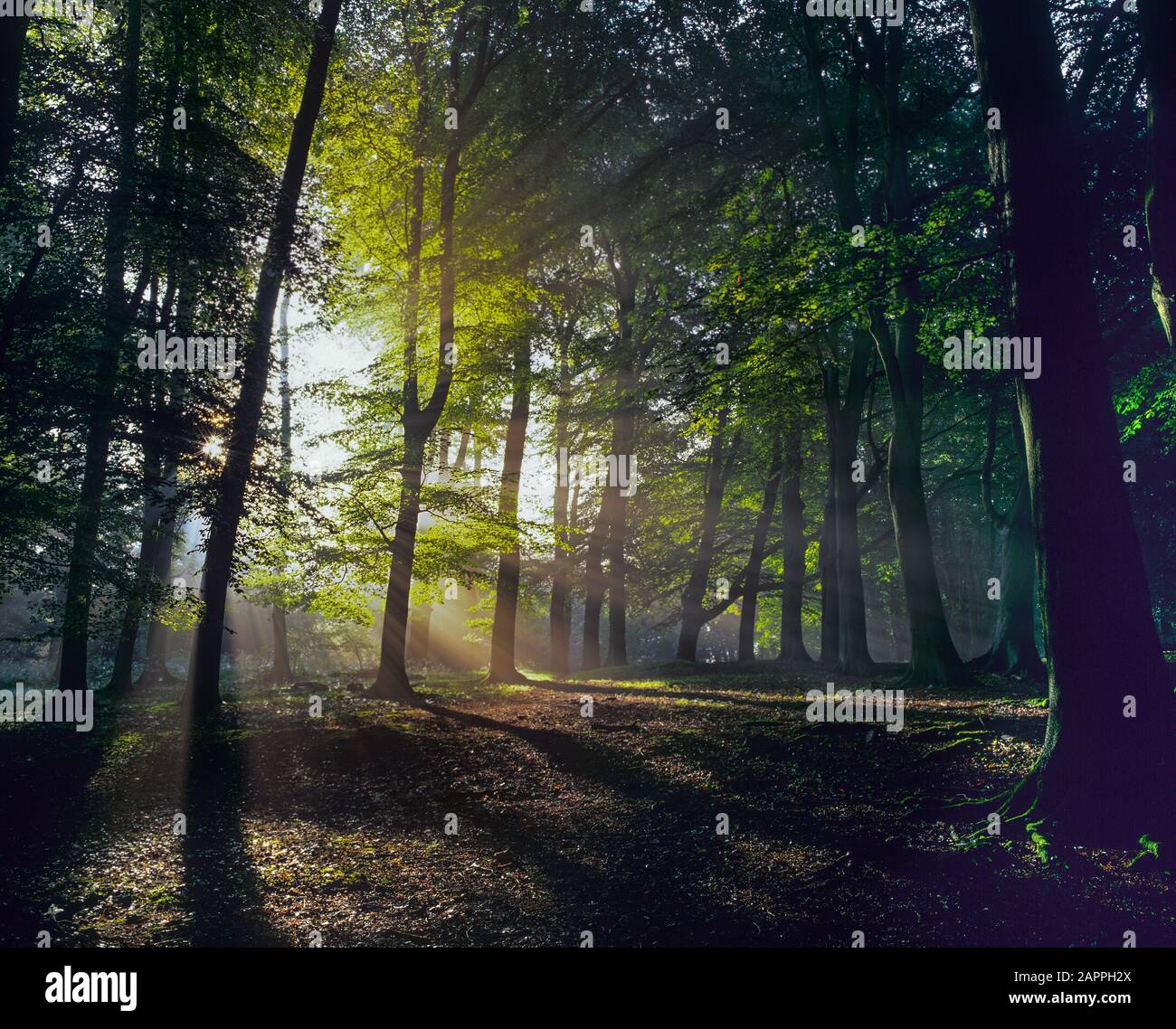 Mature beeches hi-res stock photography and images - Alamy