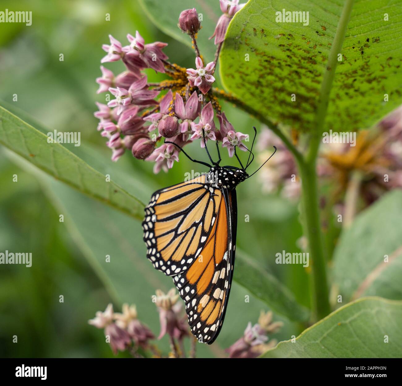 Monarch butterfly migration hi-res stock photography and images - Alamy