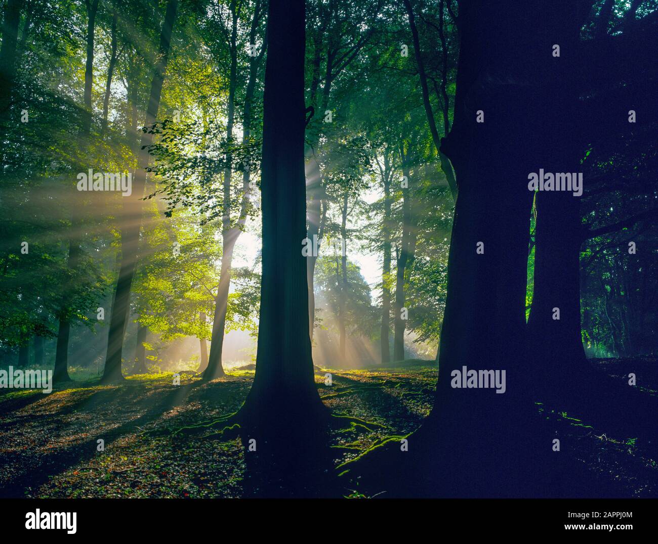 Homecounties hi-res stock photography and images - Alamy