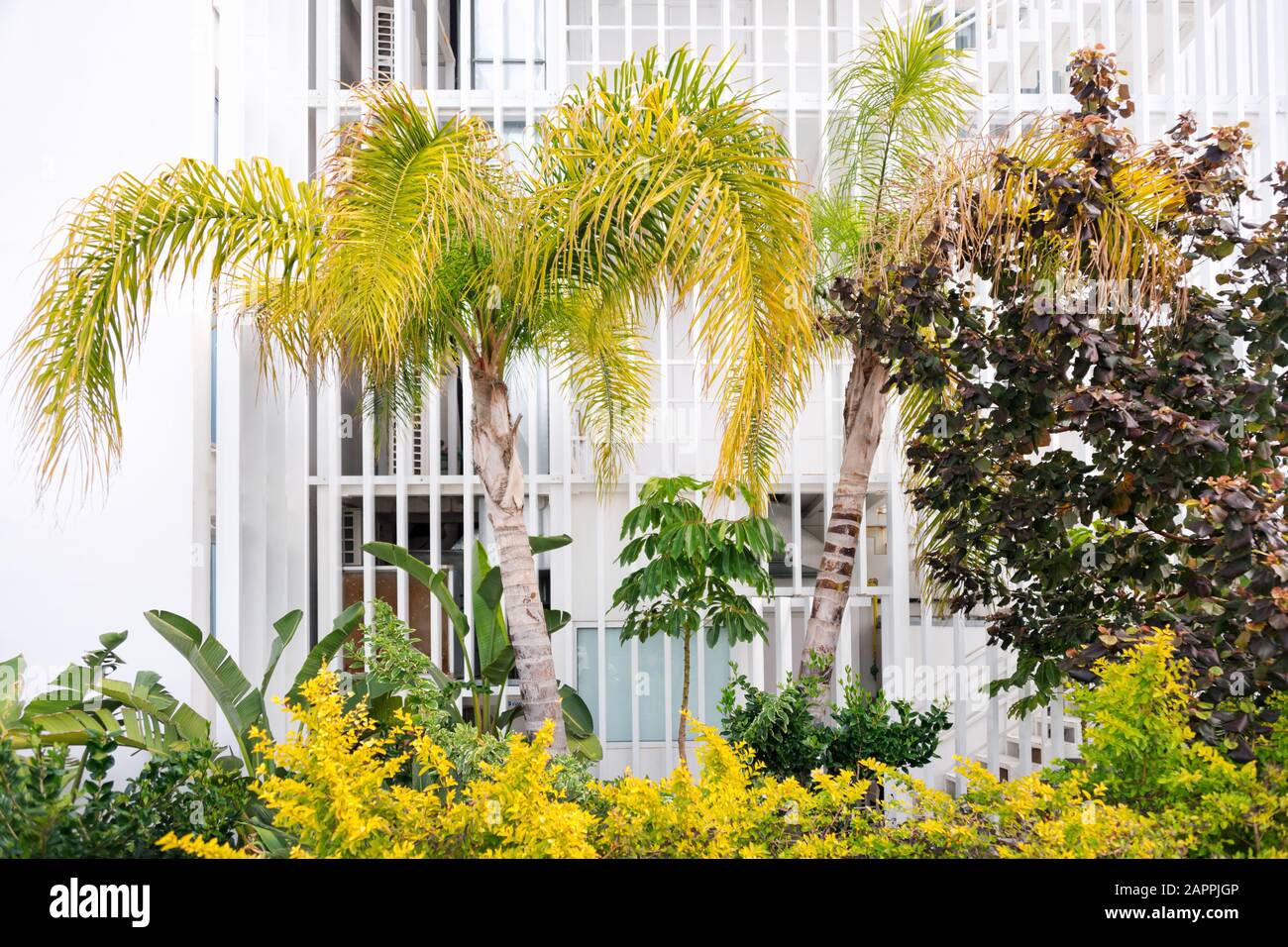 Palm trees in the garden near the modern hotel building at the beach ...