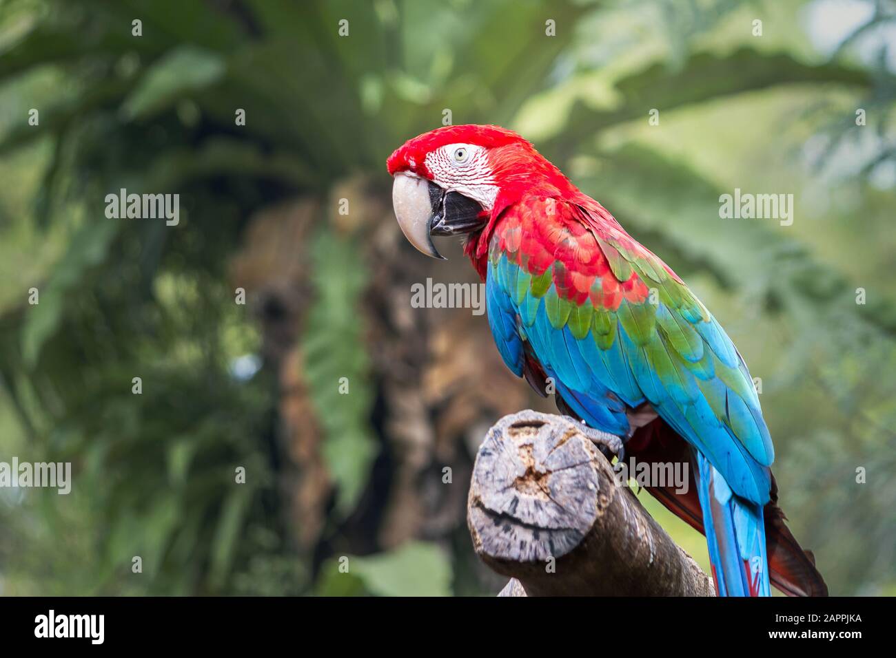 Parrots in action hi-res stock photography and images - Alamy