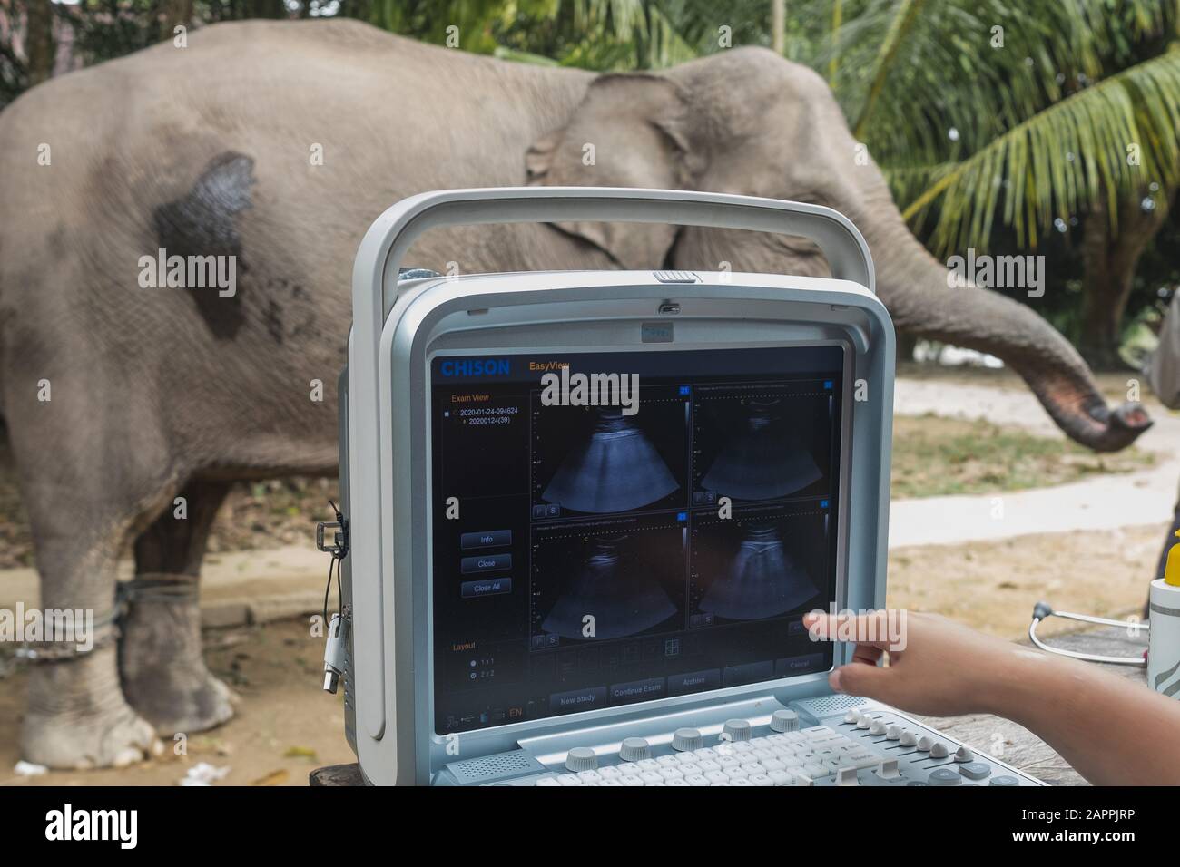 Elephant medical center hi-res stock photography and images - Alamy