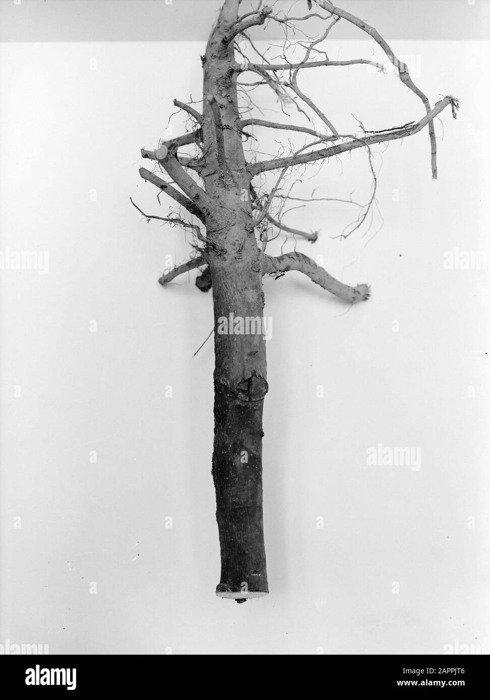 Rapid propagation Black and White Stock Photos & Images - Alamy