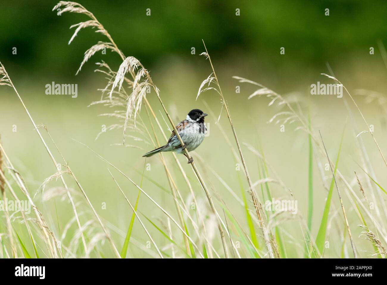 Male reed bunting hi-res stock photography and images - Alamy