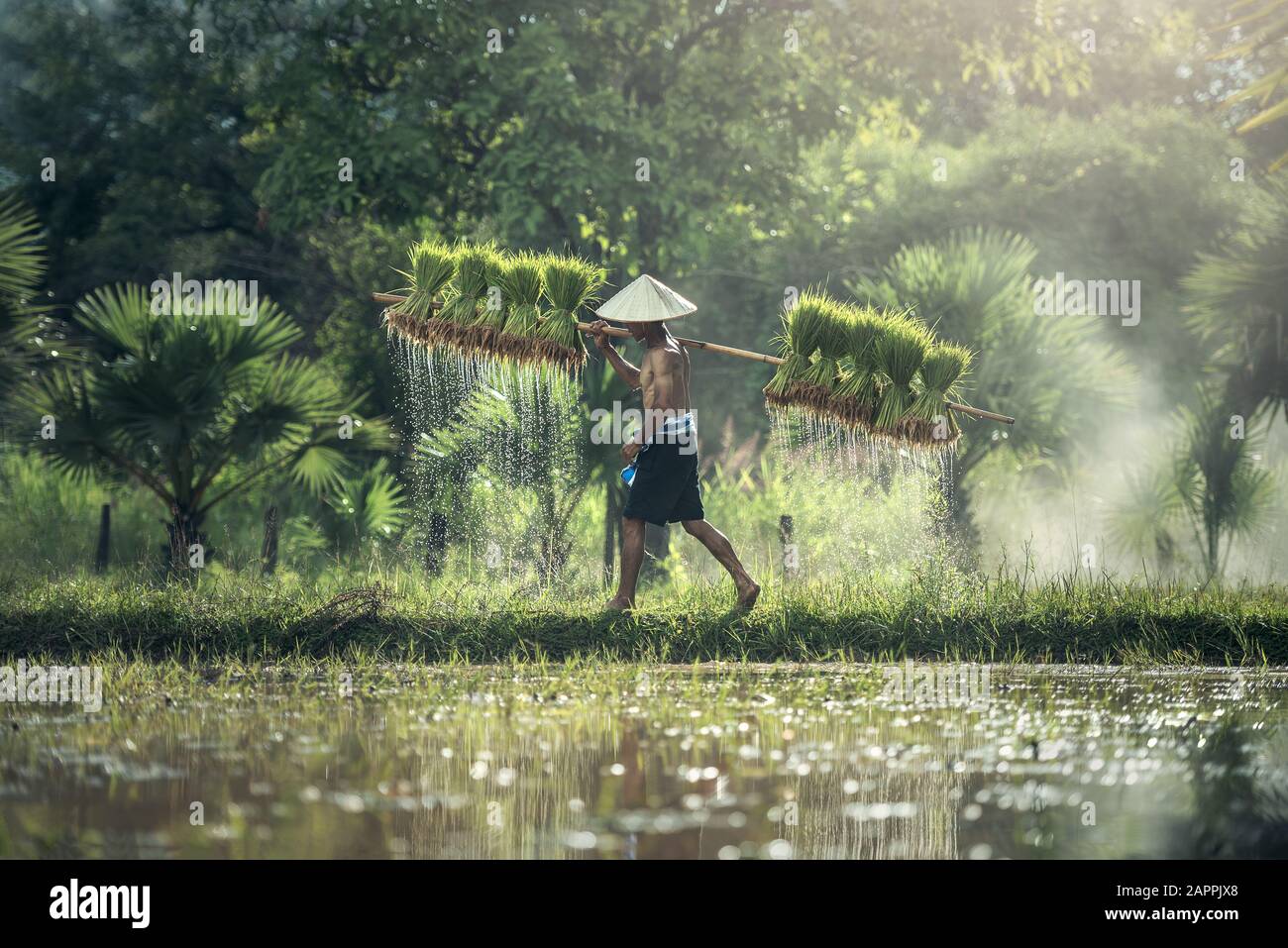 Rice farming, Farmers grow rice in the rainy season. They were soaked ...