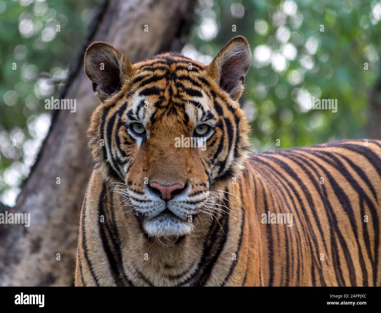 Tiger, portrait of a bengal tiger Stock Photo - Alamy