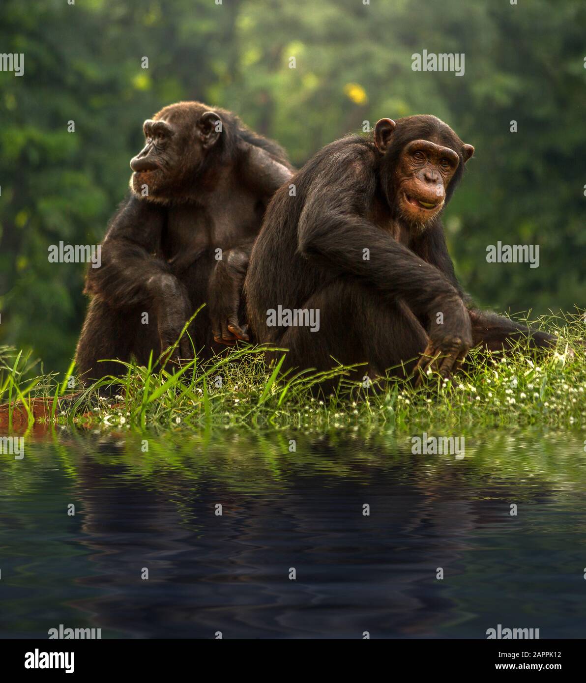 Couple chimpanzee sitting and relax in the nature Stock Photo - Alamy