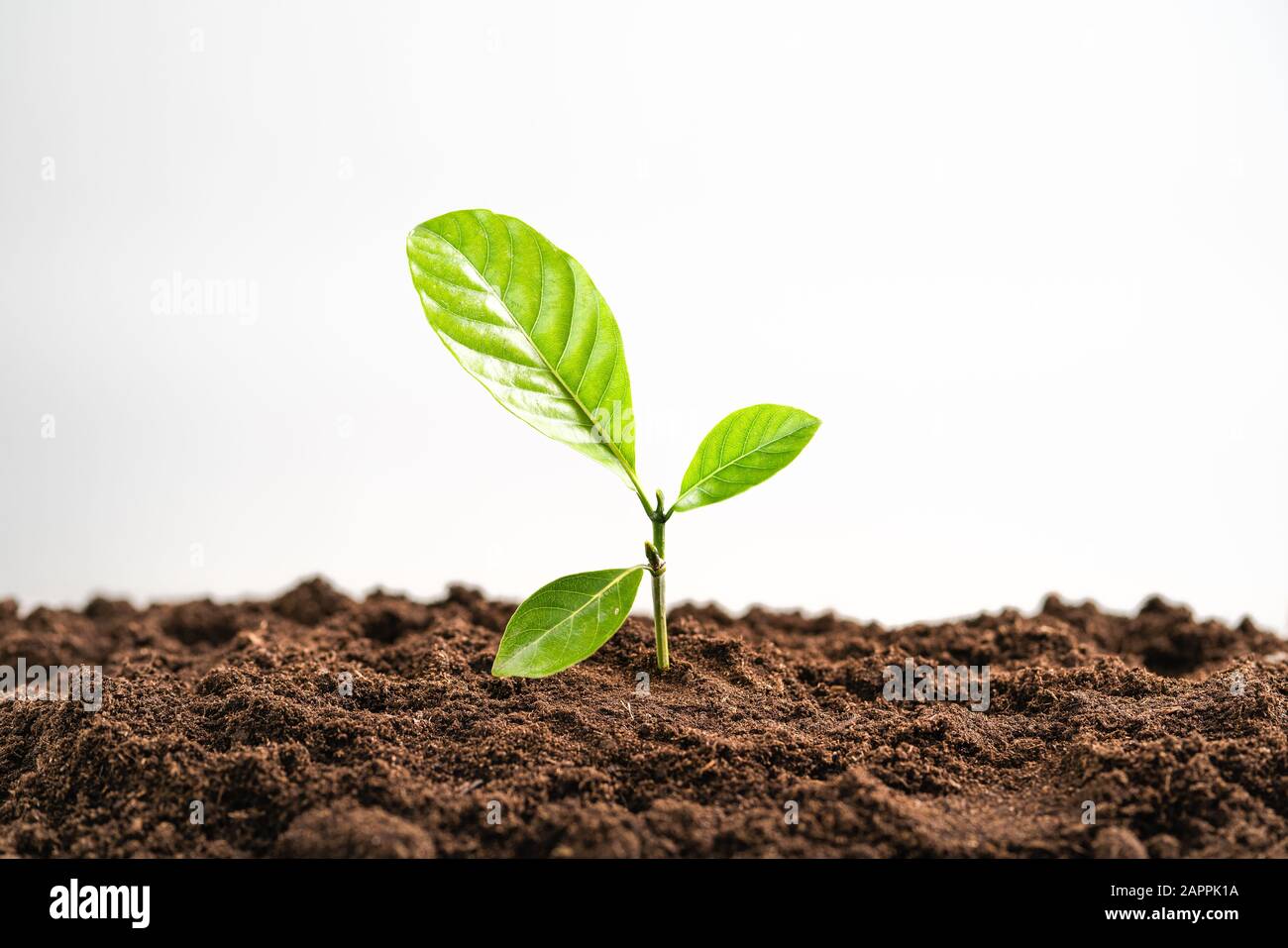 Ecology tree-Trees on the ground and white background Stock Photo - Alamy