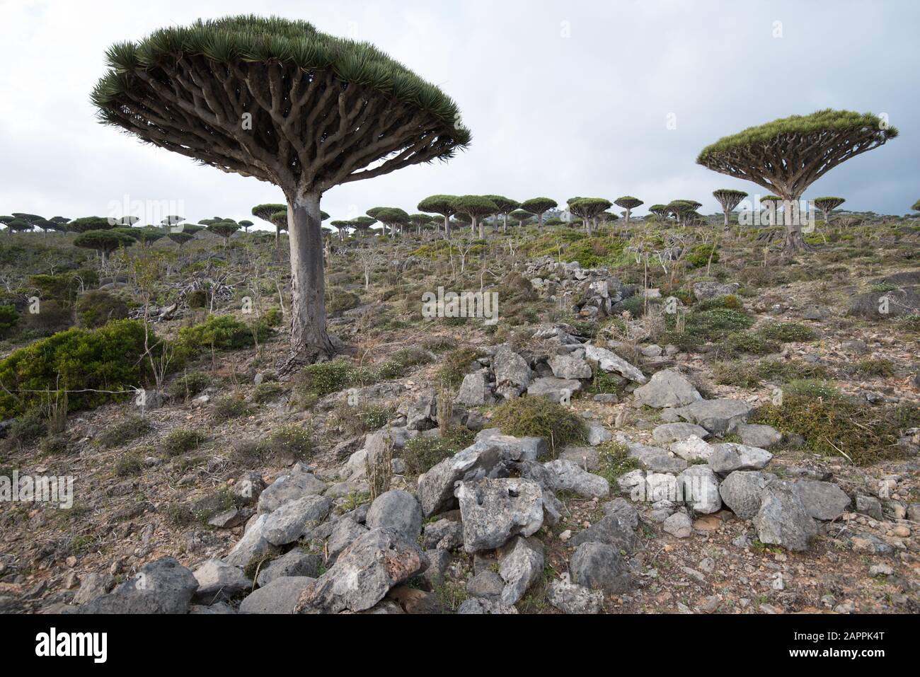 Dragon Blood tree landscape on Socotra, Yemen Stock Photo - Alamy