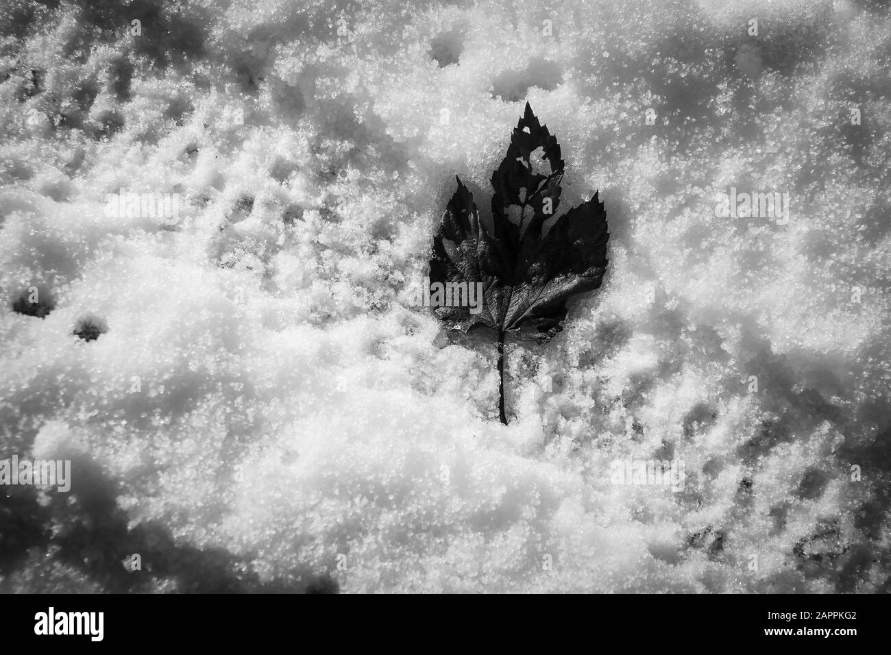 Leave in the snow Stock Photo - Alamy