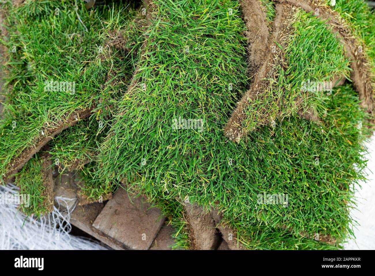 Close-up details leftover pieces of green fresh rolled lawn grass on ...
