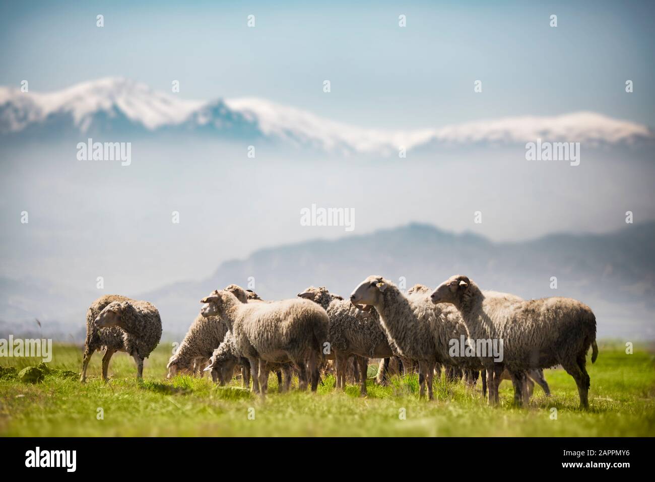 Sheep in a stable hi-res stock photography and images - Alamy