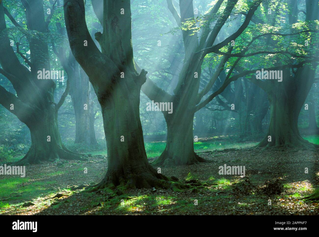 Frithsden Beeches Fagus sylvatica on an early autumn morning October ...