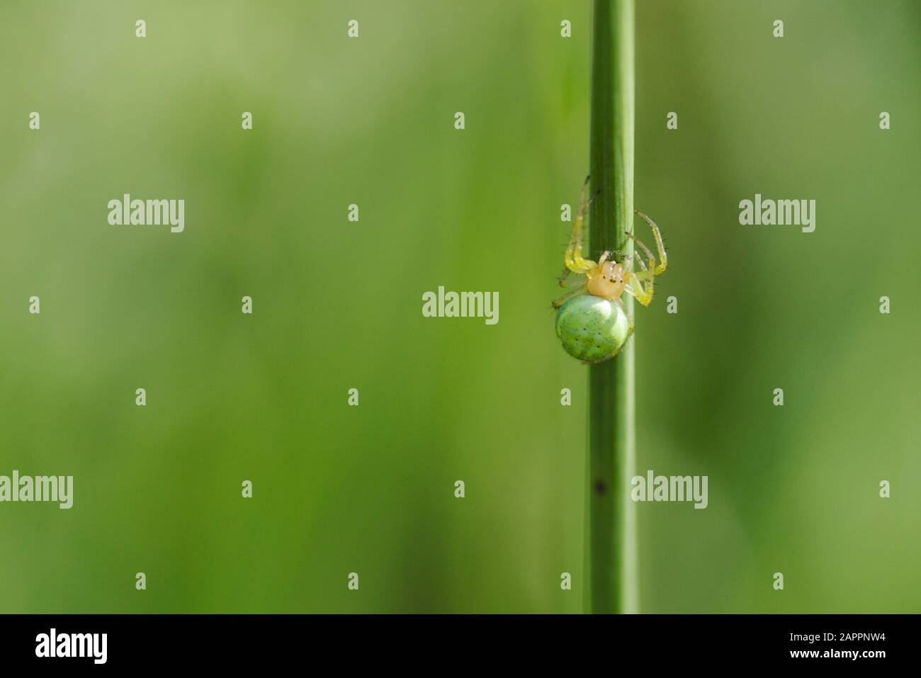 Straw spiders hi-res stock photography and images - Alamy