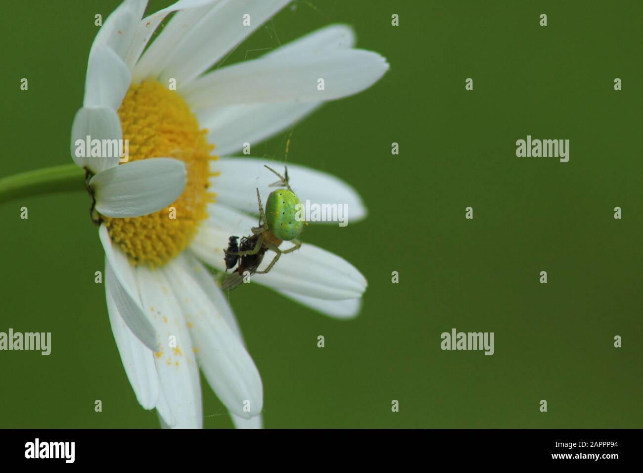 Spider eating spider hi-res stock photography and images - Alamy