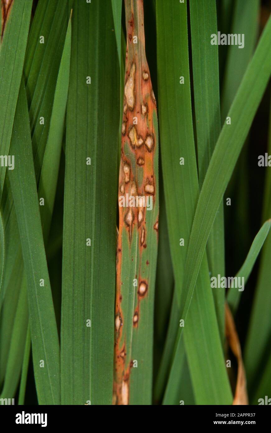Agriculture - Crop disease; lesions caused by Blast disease on foliage ...