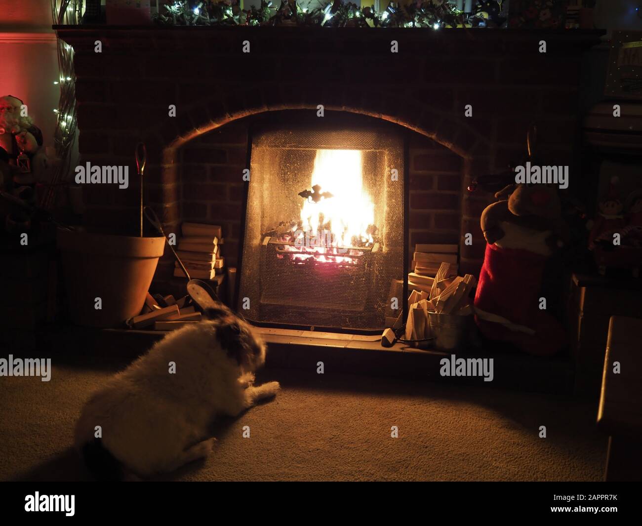 small white dog sat in front of roaring fire Stock Photo - Alamy