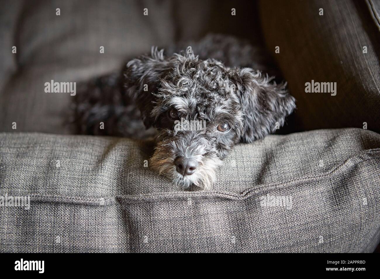Dog resting head on sofa Stock Photo - Alamy