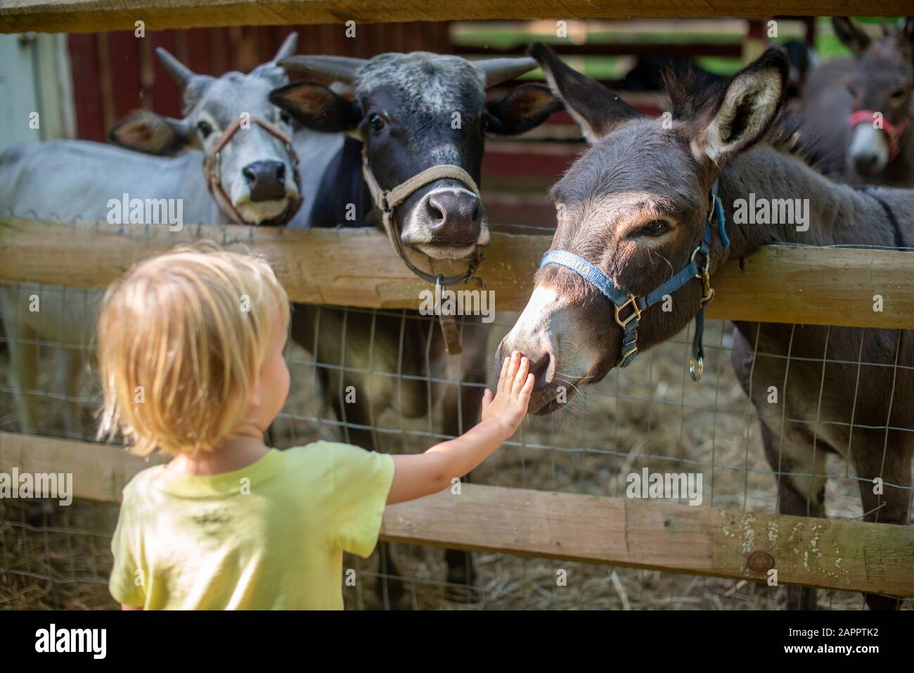 Toddler patting donkey in farm Stock Photo - Alamy