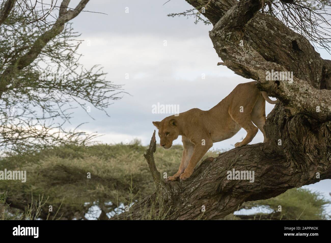 Lioness (Panthera leo) on tree, Ndutu, Ngorongoro Conservation Area ...