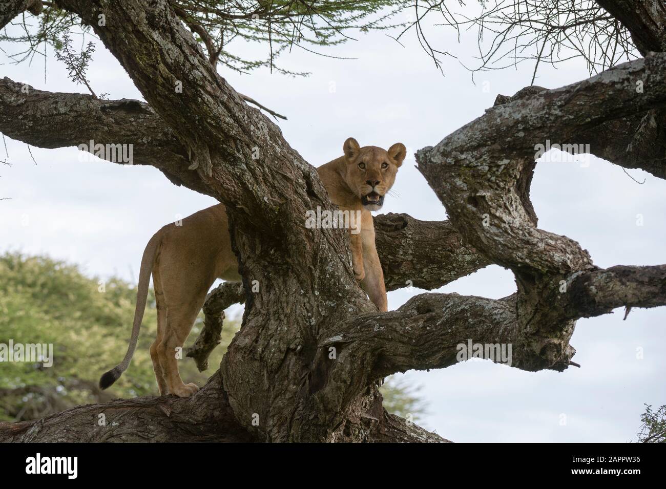Lioness (Panthera leo) on tree, Ndutu, Ngorongoro Conservation Area ...