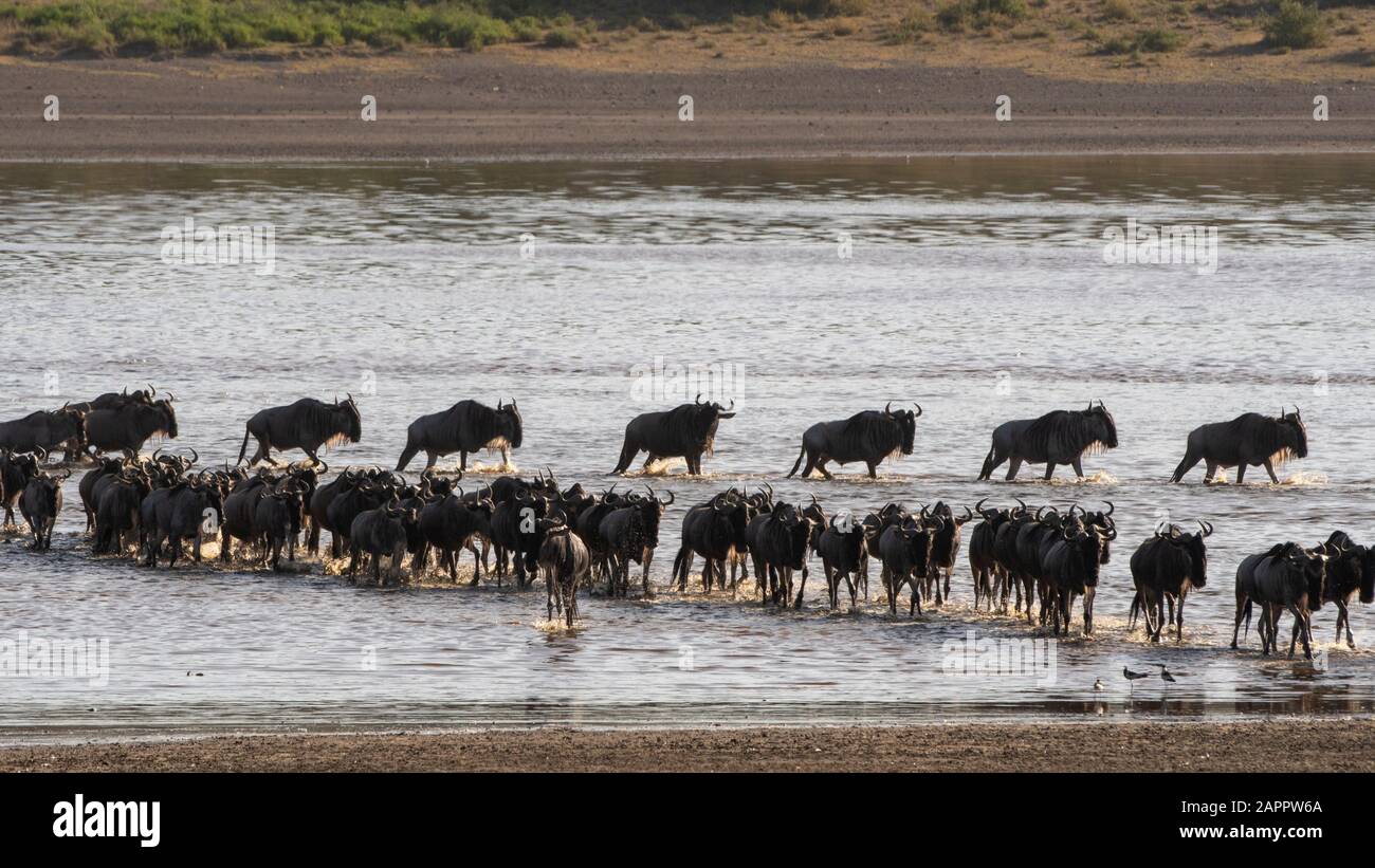 Migrating animals hi-res stock photography and images - Alamy