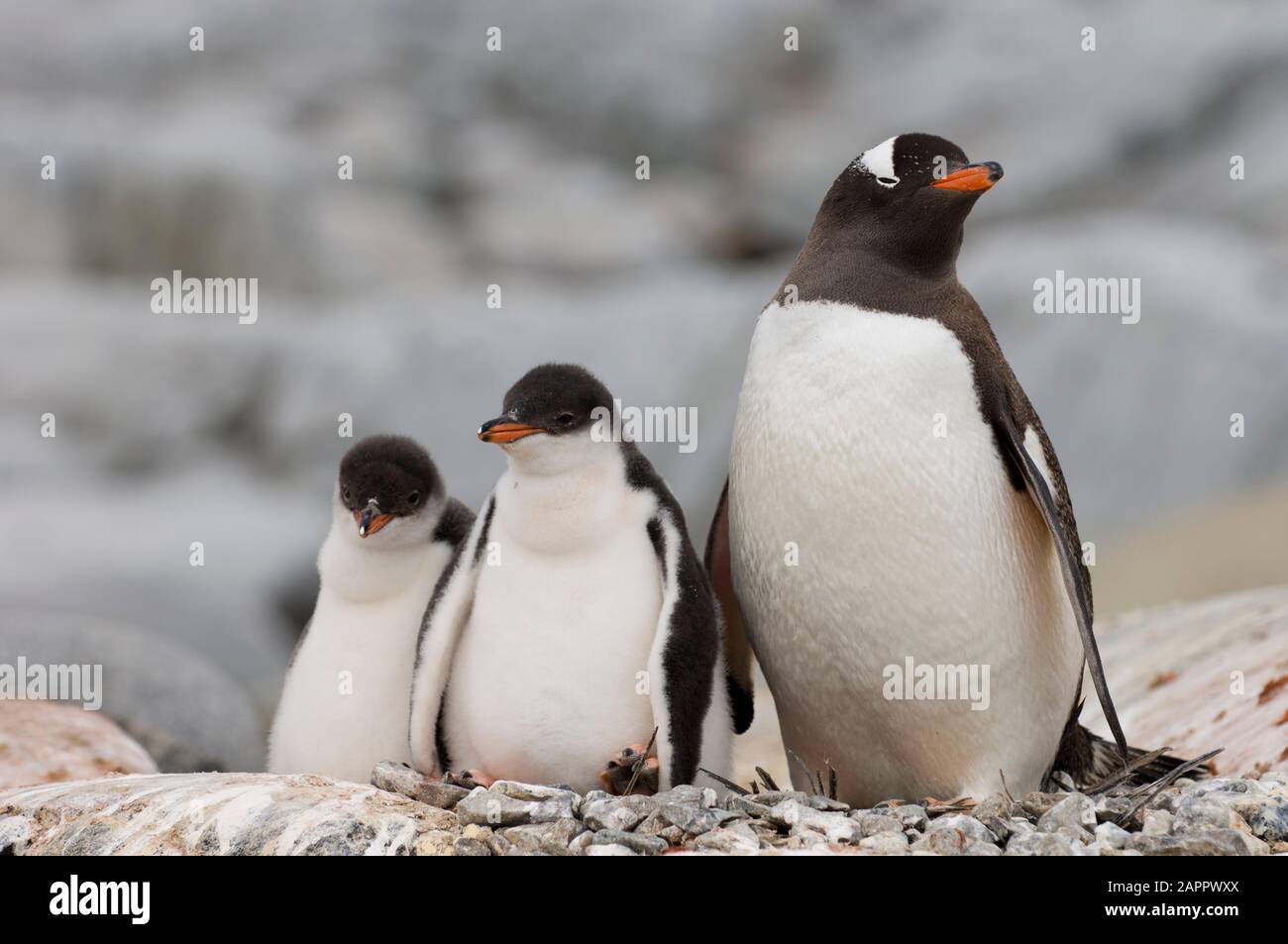 Family of gentoo penguins, Lemaire Channel, Petermann Island, Antarctic ...