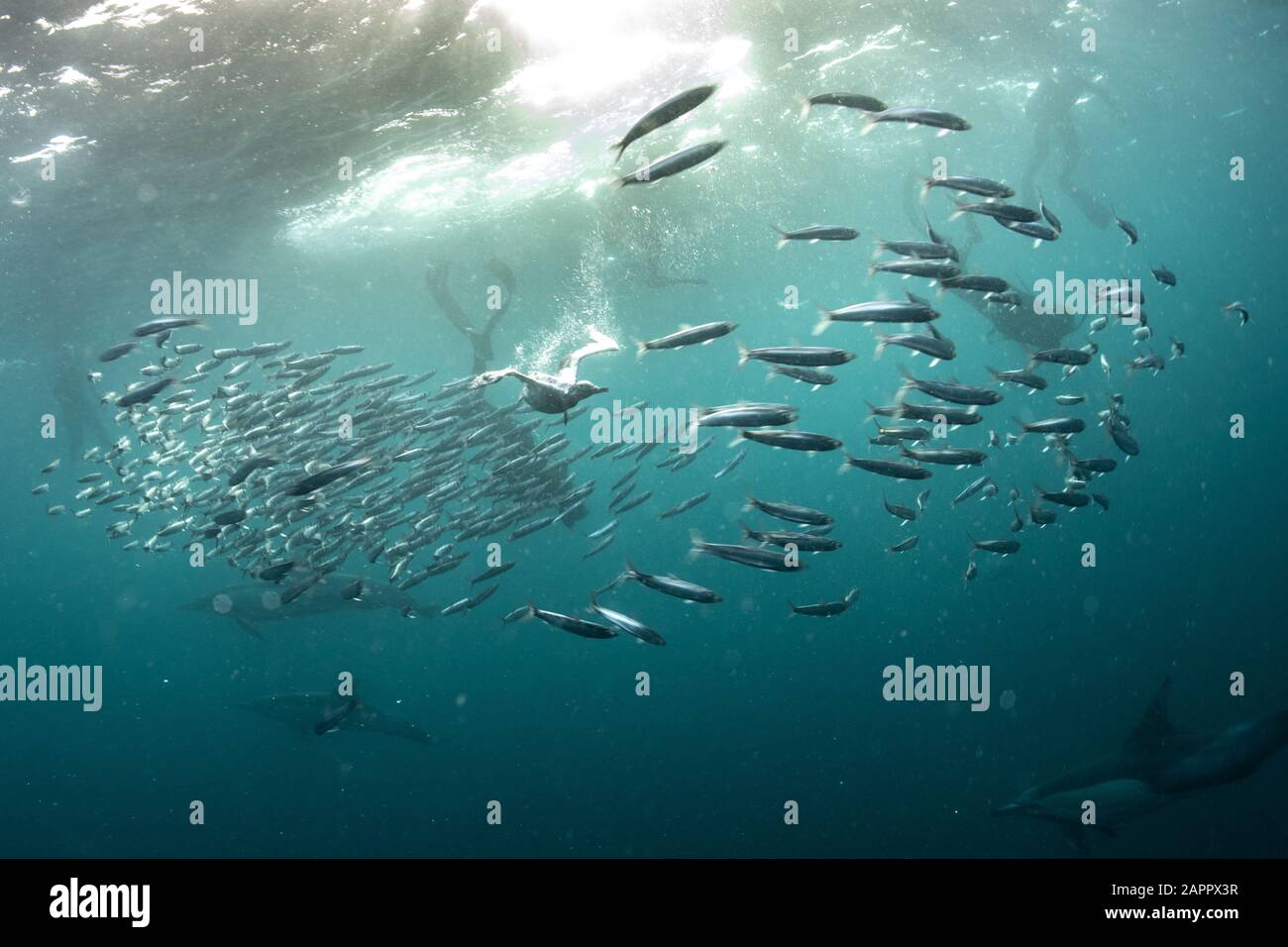 Baitballs hi-res stock photography and images - Alamy