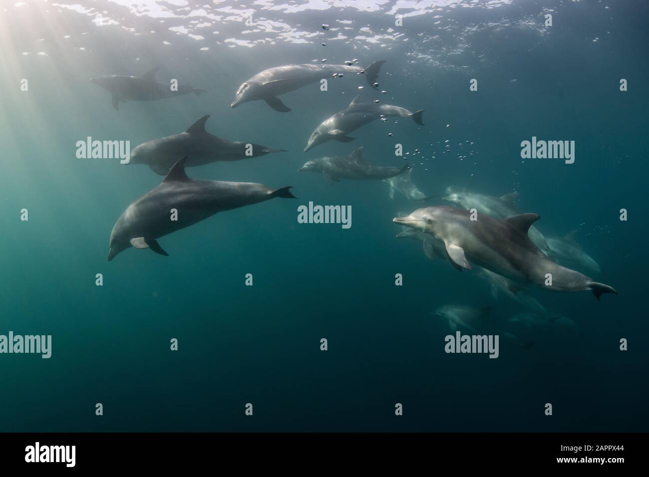 Underwater dolphin south africa hi-res stock photography and images - Alamy