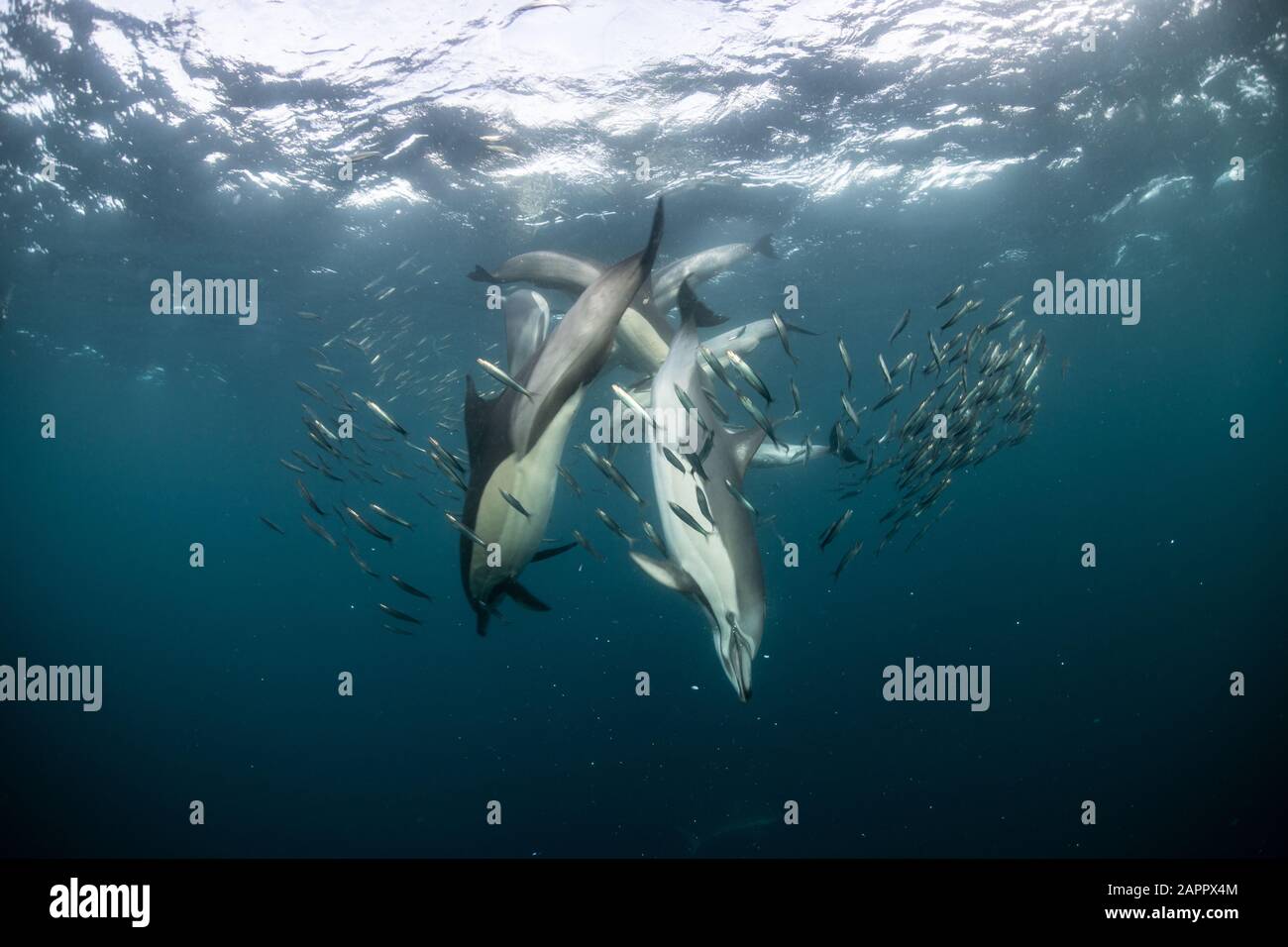 Sardine baitballs being hit by multiple predators Stock Photo - Alamy