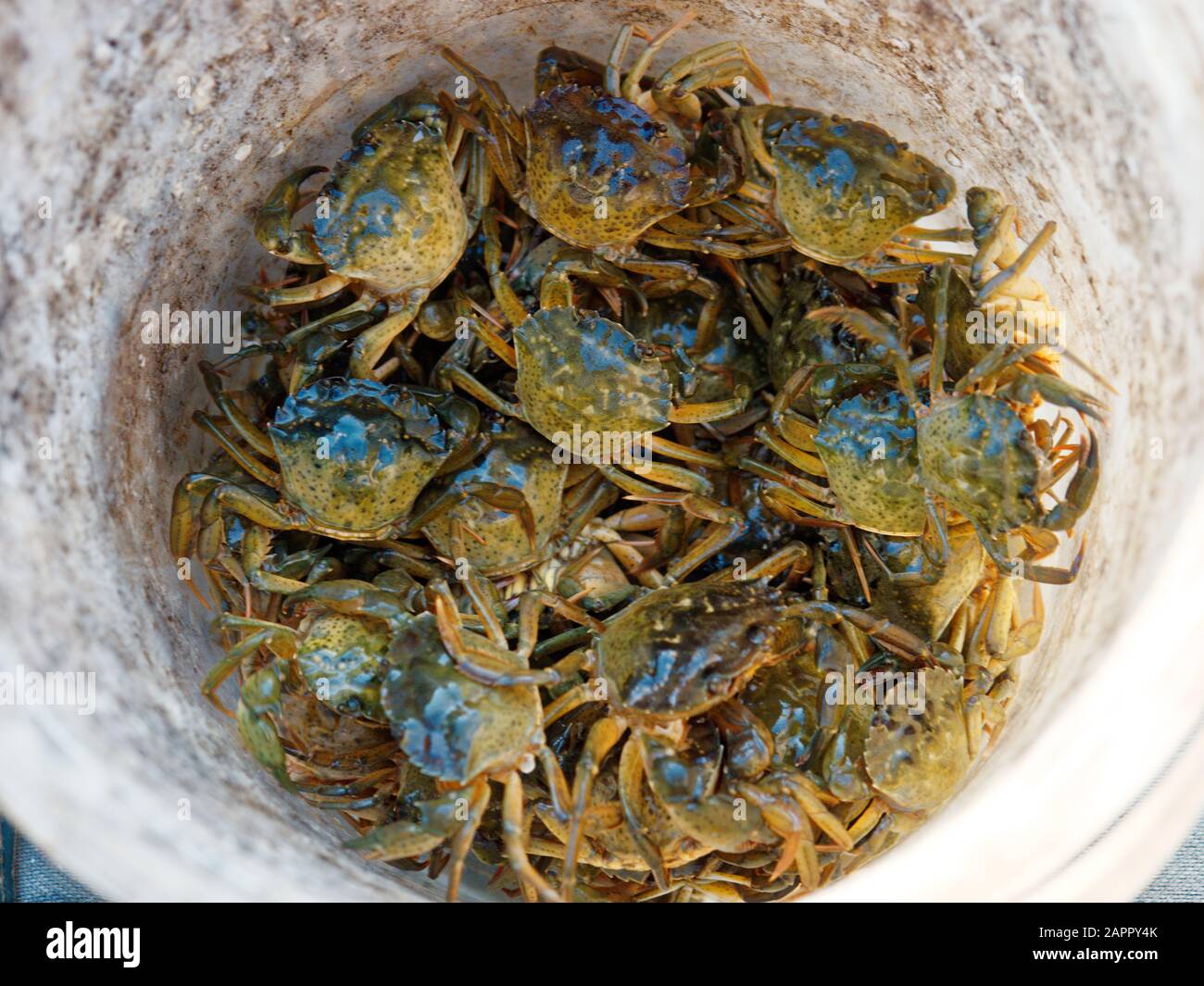 Moeche crab hi-res stock photography and images - Alamy