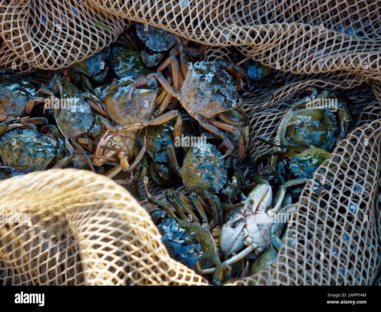 Soft crab hi-res stock photography and images - Alamy
