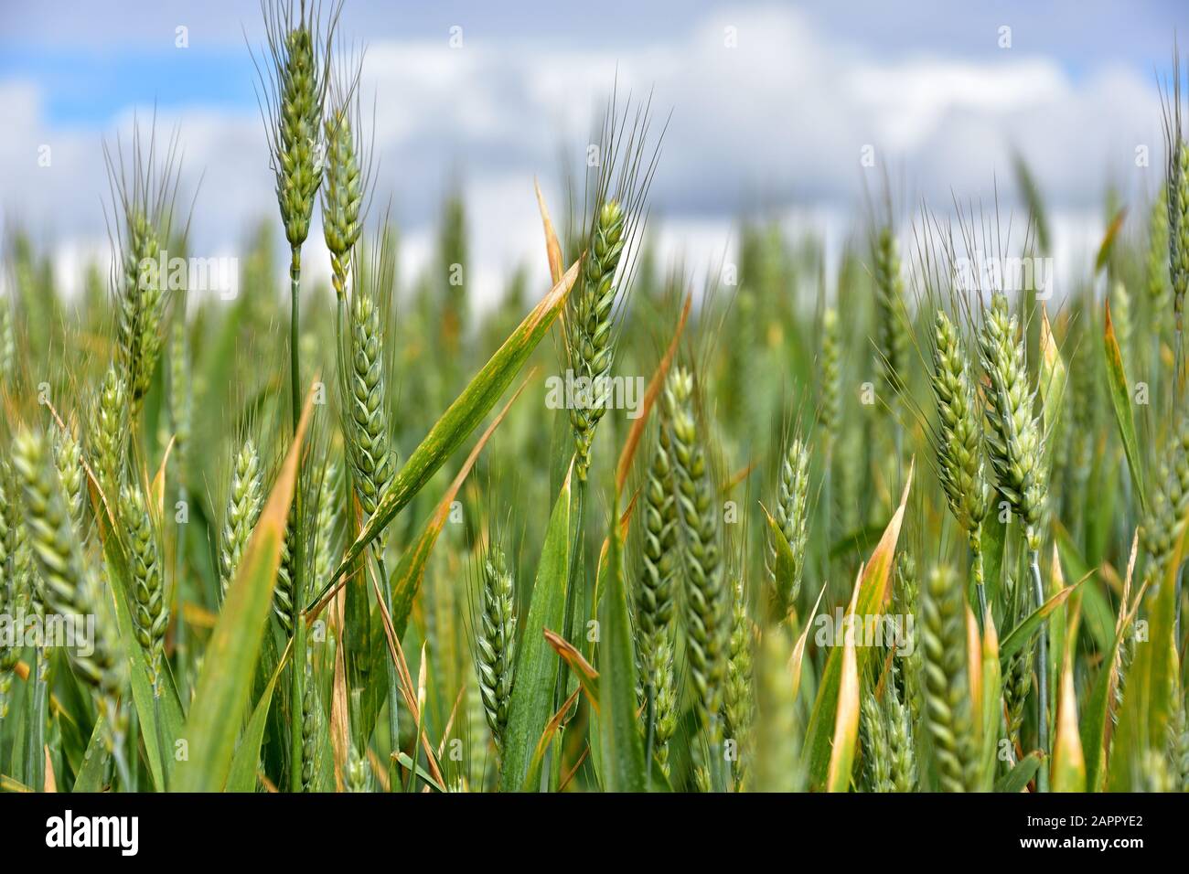 Field planted with still green wheat Stock Photo - Alamy